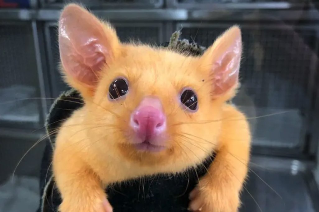 I veterinari scoprono un animale mai visto prima - Sembra Pikachu dei ...