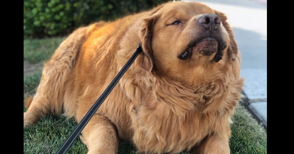 Il cane pesava oltre 70 kg, guarda la trasformazione dopo aver cambiato ...